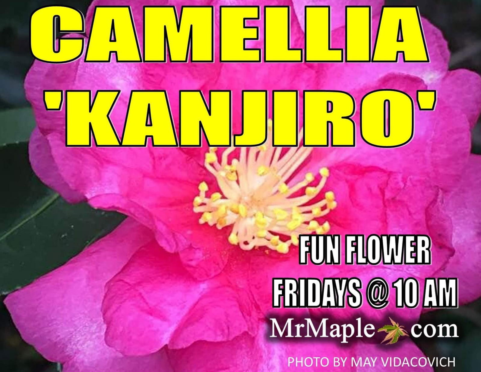 Buy Camellia sasanqua 'Kanjiro' Pink Semi-Double Flowering Camellia ...