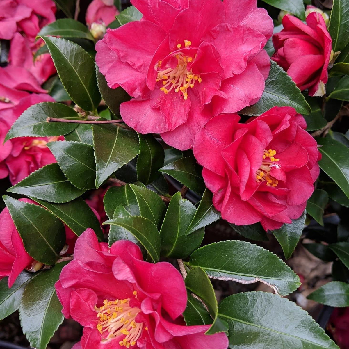 Buy Camellia sasanqua October Magic Ruby Floweriny Camellia — Mr Maple ...
