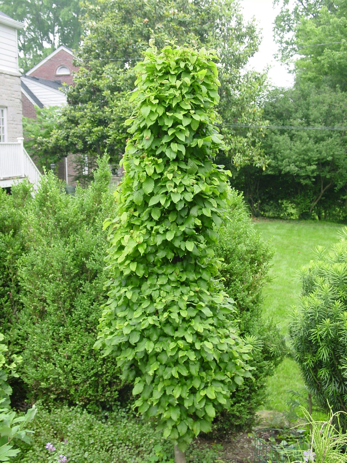 Buy Carpinus betulus 'Columnaris Nana' Narrow European Hornbeam — Mr ...
