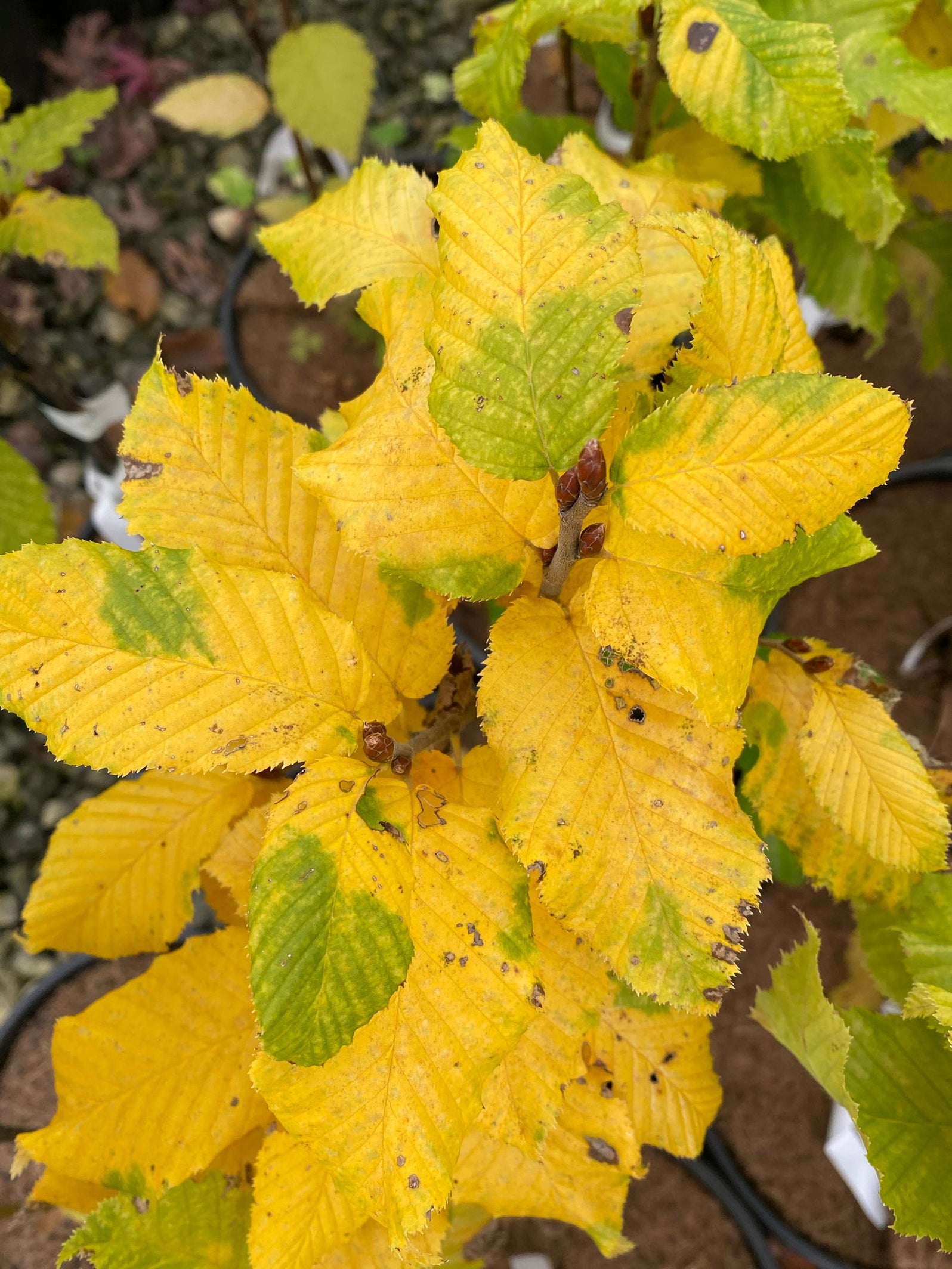 Buy Carpinus betulus 'Columnaris Nana' Narrow European Hornbeam — Mr ...