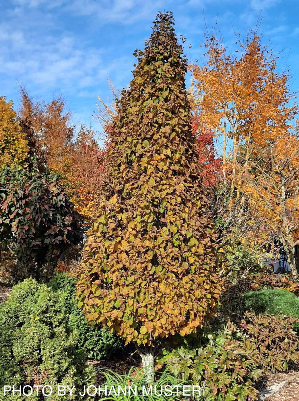 Buy Carpinus betulus 'Columnaris Nana' Narrow European Hornbeam — Mr ...