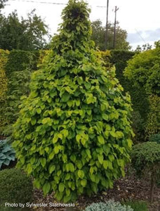 Buy Carpinus betulus 'Columnaris Nana' Narrow European Hornbeam — Mr ...