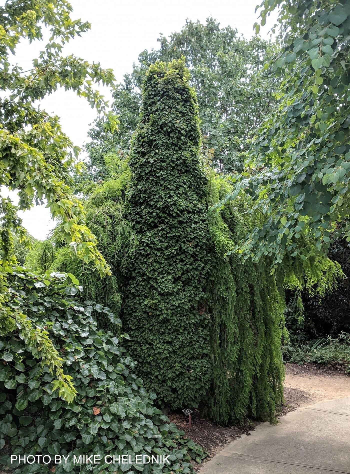 Buy Carpinus betulus 'Columnaris Nana' Narrow European Hornbeam — Mr ...