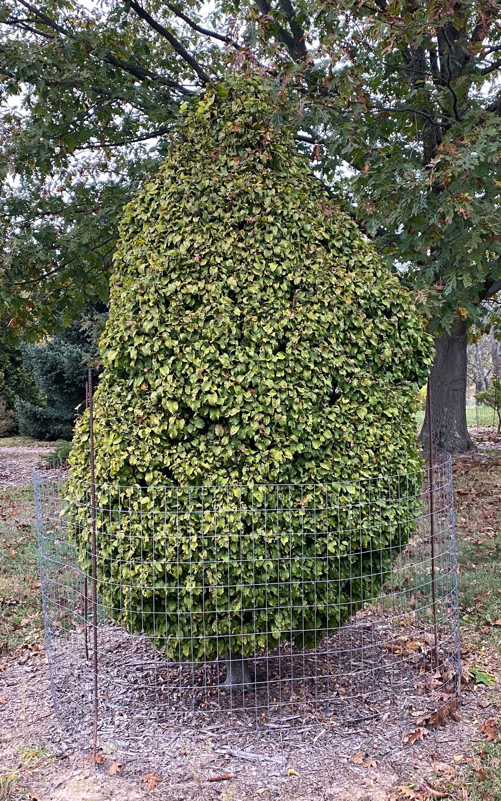 Buy Carpinus betulus 'Columnaris Nana' Narrow European Hornbeam — Mr ...
