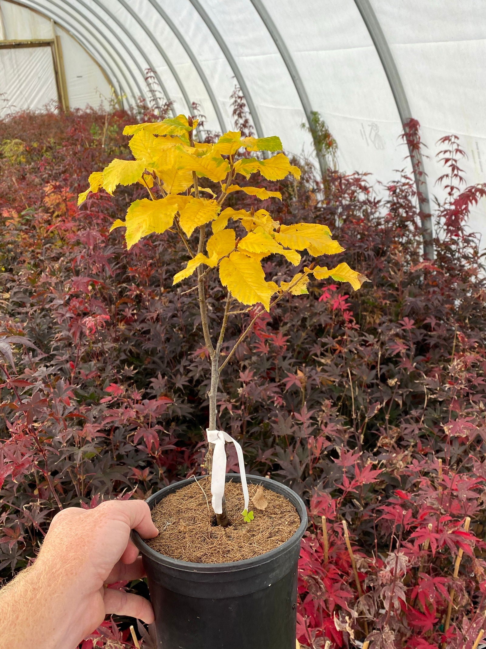 Buy Carpinus betulus 'Columnaris Nana' Narrow European Hornbeam — Mr ...