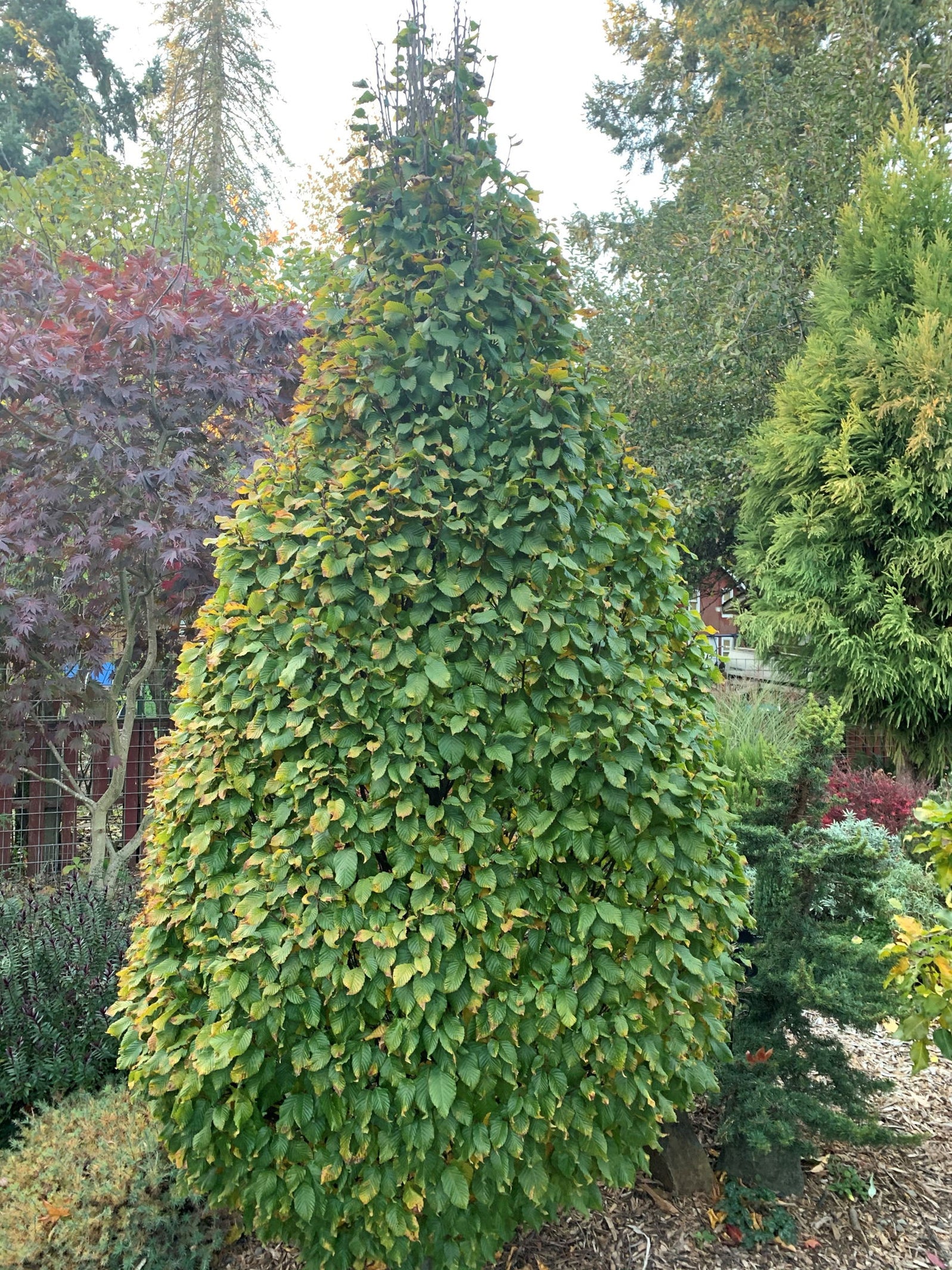 Buy Carpinus betulus 'Columnaris Nana' Narrow European Hornbeam — Mr ...