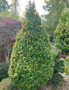 Buy Carpinus betulus 'Columnaris Nana' Narrow European Hornbeam — Mr ...