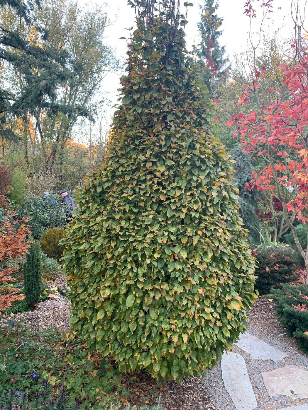 Buy Carpinus betulus 'Columnaris Nana' Narrow European Hornbeam — Mr ...