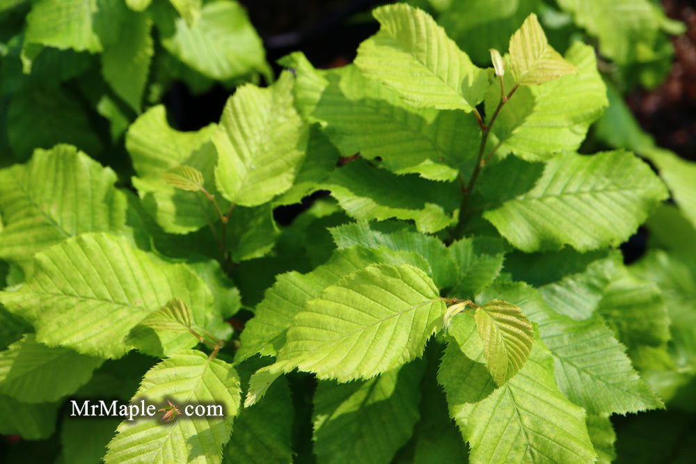 Buy Carpinus betulus 'Columnaris Nana' Narrow European Hornbeam — Mr ...