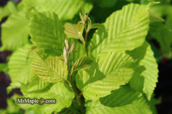 Buy Carpinus betulus 'Columnaris Nana' Narrow European Hornbeam — Mr ...