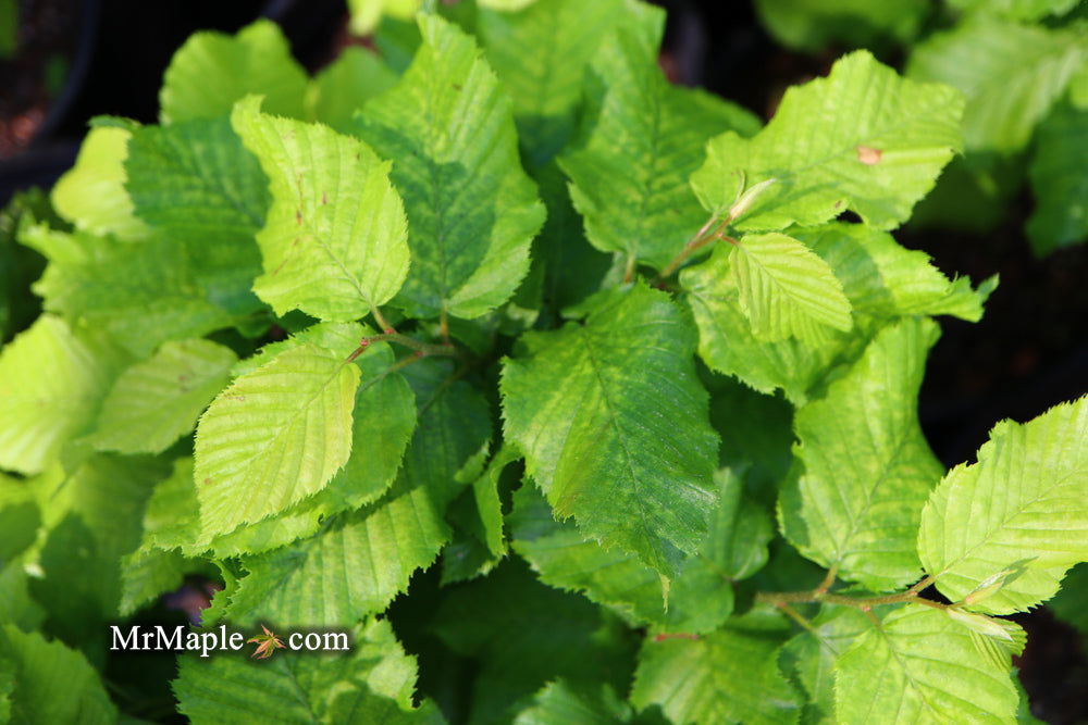 Buy Carpinus betulus 'Columnaris Nana' Narrow European Hornbeam — Mr ...