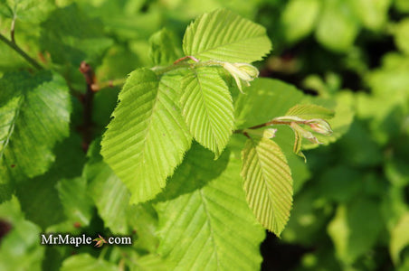 Buy Carpinus betulus 'Columnaris Nana' Narrow European Hornbeam — Mr ...