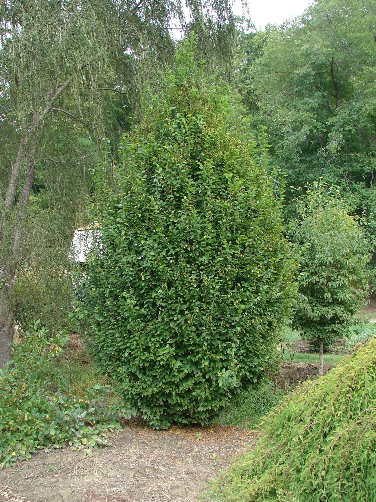 Buy Carpinus betulus 'Frans Fontaine’ Narrow European Hornbeam — Mr ...