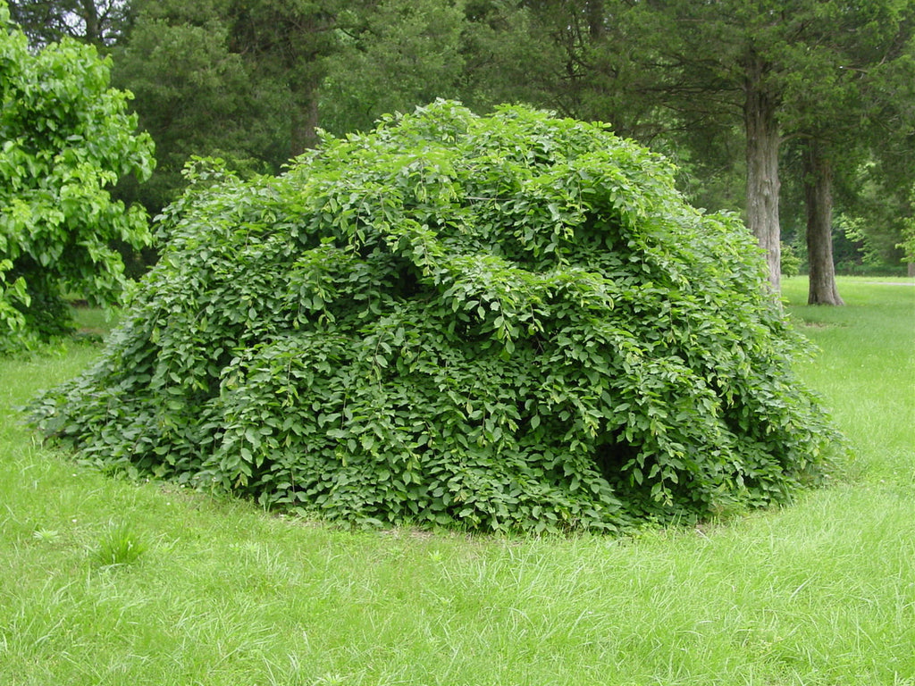 carpinus betulus pendula