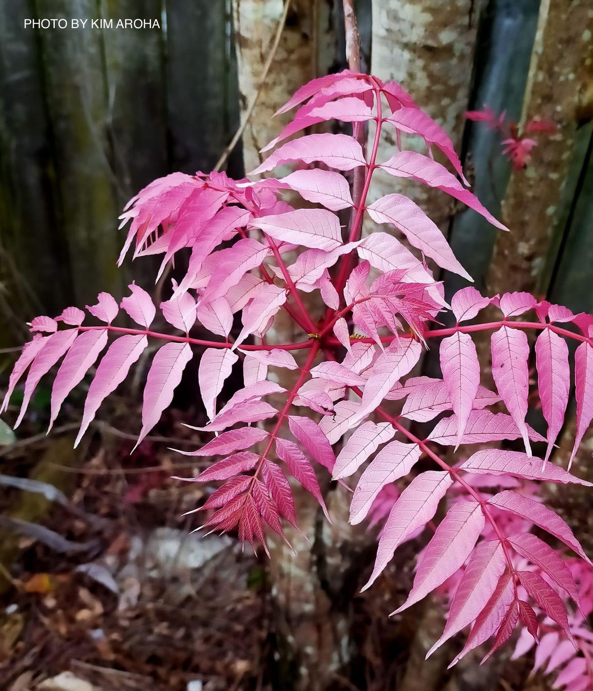 Buy Cedrela sinensis 'Flamingo' Pink Chinese Mahogany tree — Mr Maple ...