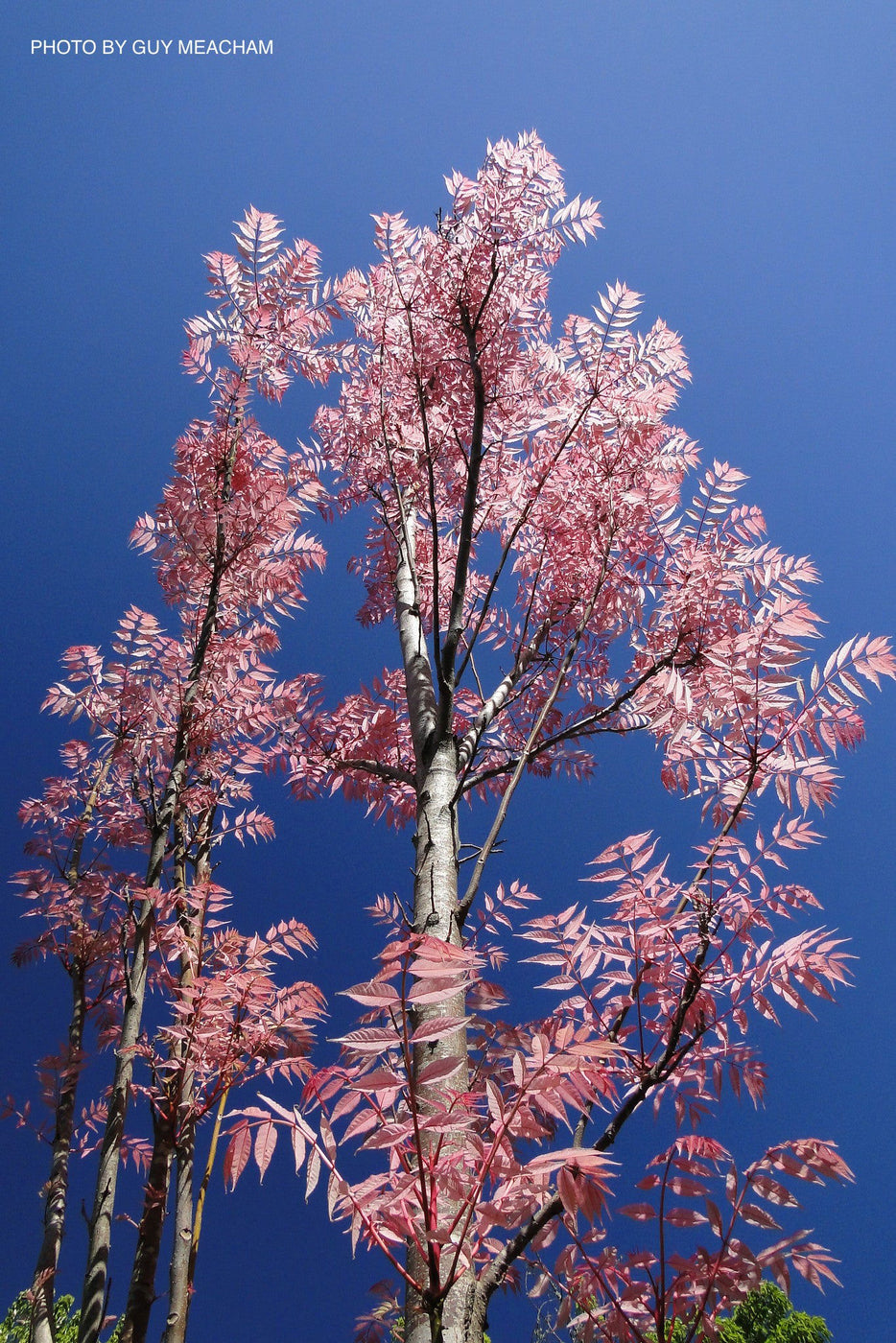 Buy Cedrela sinensis 'Flamingo' Pink Chinese Mahogany tree — Mr Maple ...