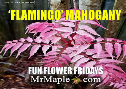 Buy Cedrela sinensis 'Flamingo' Pink Chinese Mahogany tree — Mr Maple ...