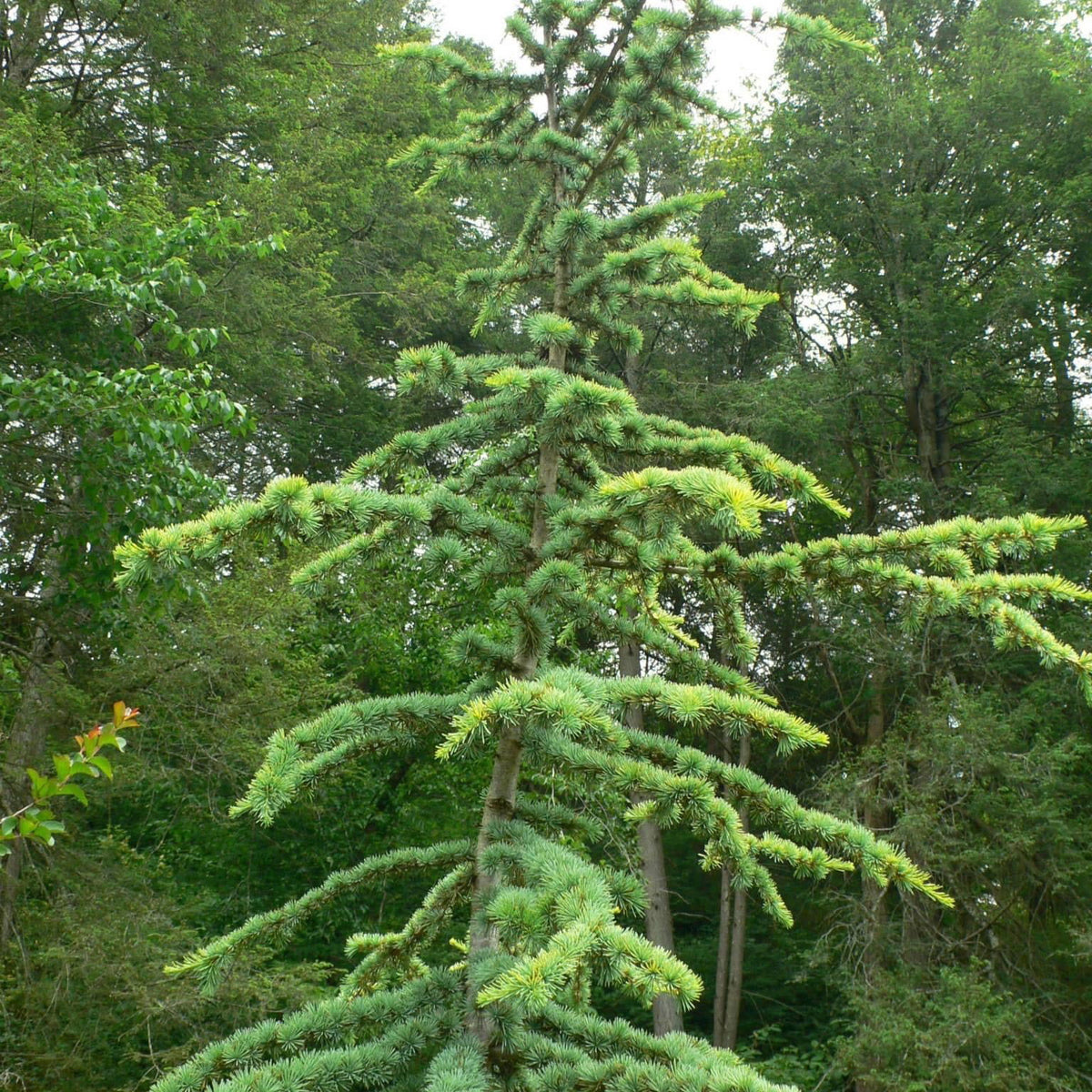 Buy Cedrus atlantica 'Aurea' Golden Atlas Cedar — Mr Maple │ Buy ...