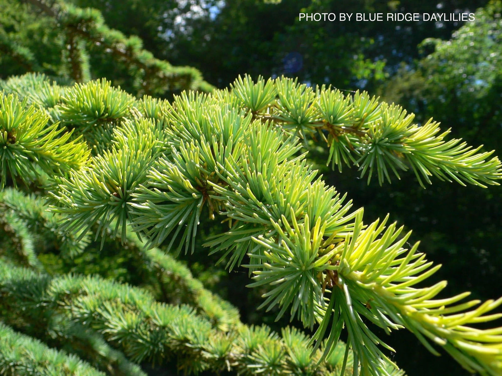 Buy Cedrus atlantica 'Aurea' Golden Atlas Cedar — Mr Maple │ Buy ...