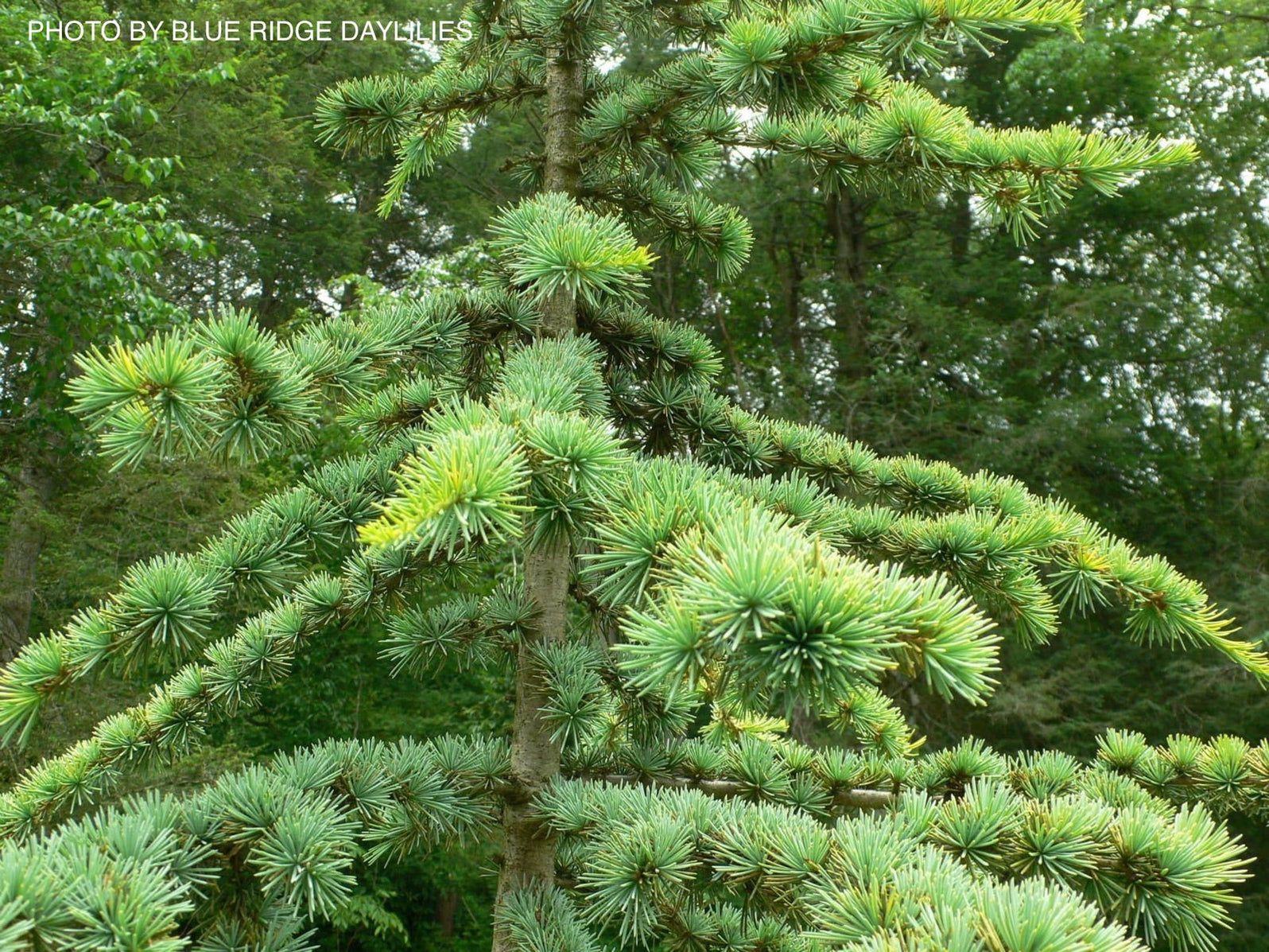 Buy Cedrus atlantica 'Aurea' Golden Atlas Cedar — Mr Maple │ Buy ...