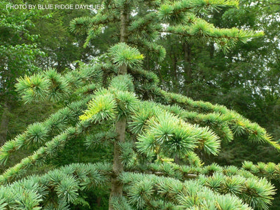 Buy Cedrus atlantica 'Aurea' Golden Atlas Cedar — Mr Maple │ Buy ...