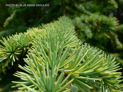 Buy Cedrus atlantica 'Aurea' Golden Atlas Cedar — Mr Maple │ Buy ...