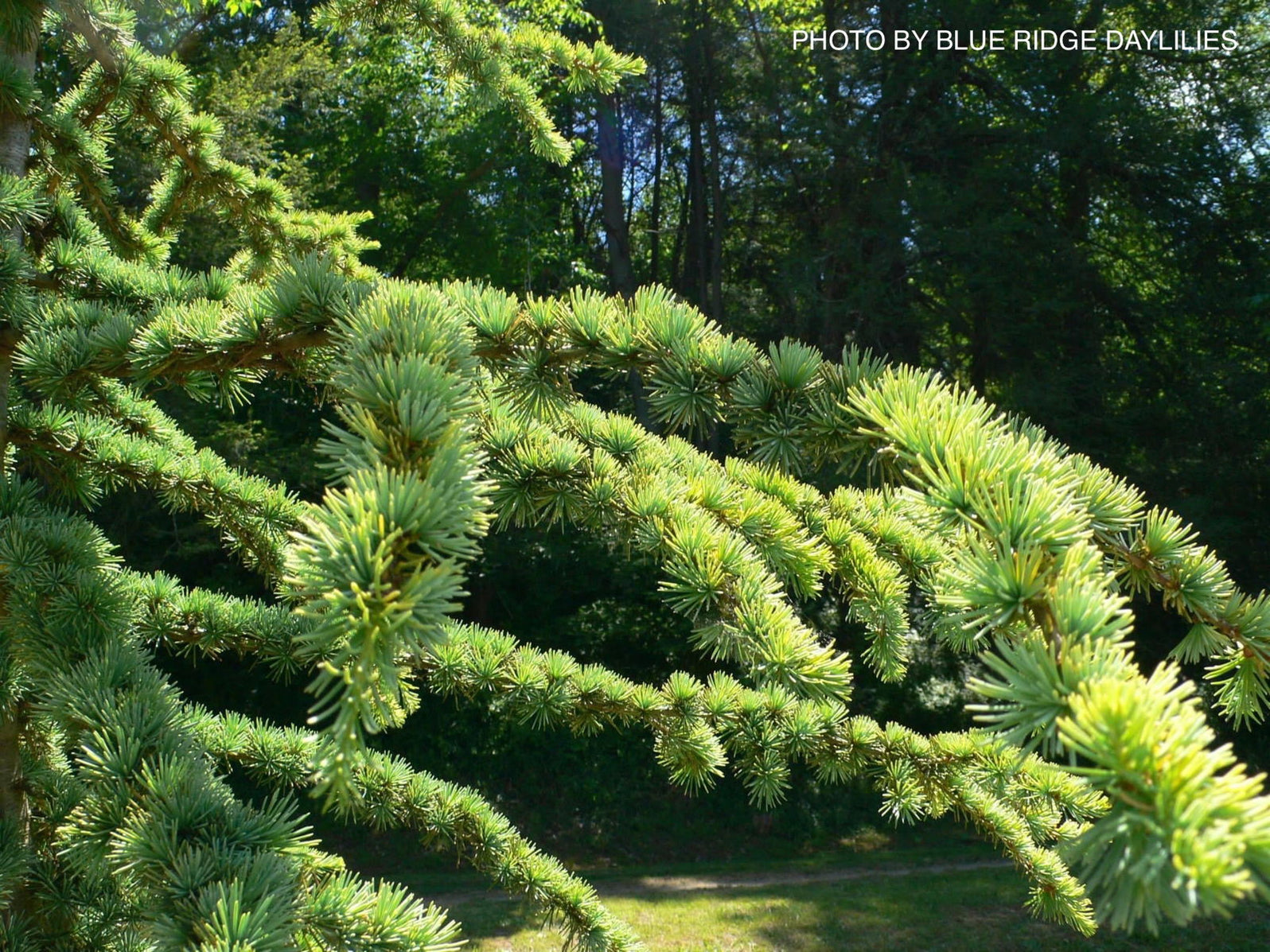 Buy Cedrus atlantica 'Aurea' Golden Atlas Cedar — Mr Maple │ Buy ...