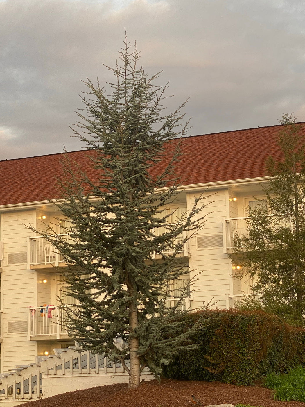 Buy Cedrus atlantica 'Fastigiata' Narrow Atlas Cedar — Mr Maple │ Buy ...