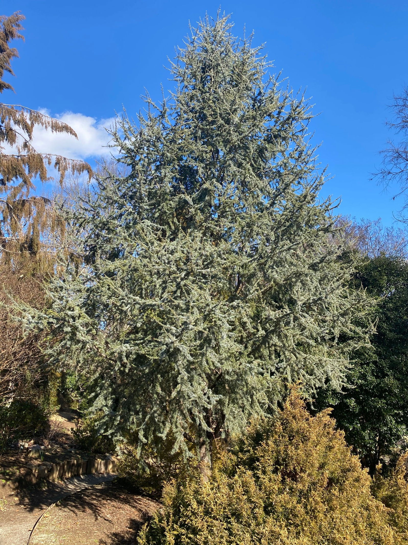 Buy Cedrus atlantica 'Fastigiata' Narrow Atlas Cedar — Mr Maple │ Buy ...
