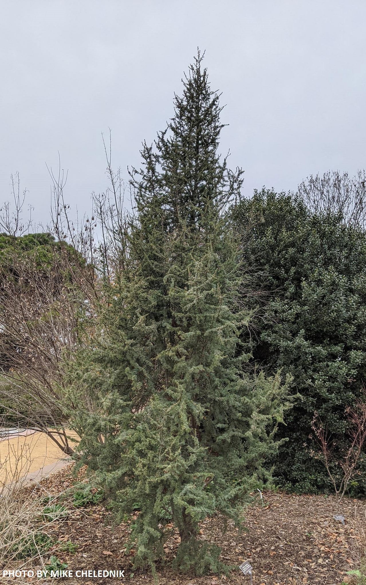 Buy Cedrus atlantica 'Fastigiata' Narrow Atlas Cedar — Mr Maple │ Buy ...