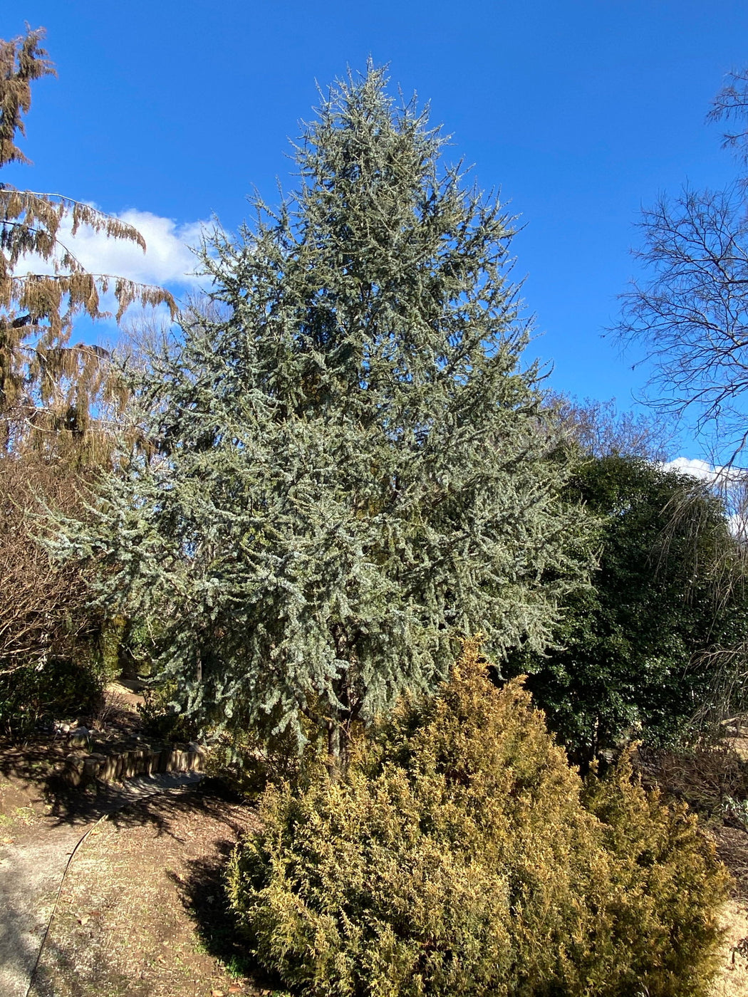 Buy Cedrus atlantica 'Fastigiata' Narrow Atlas Cedar — Mr Maple │ Buy ...