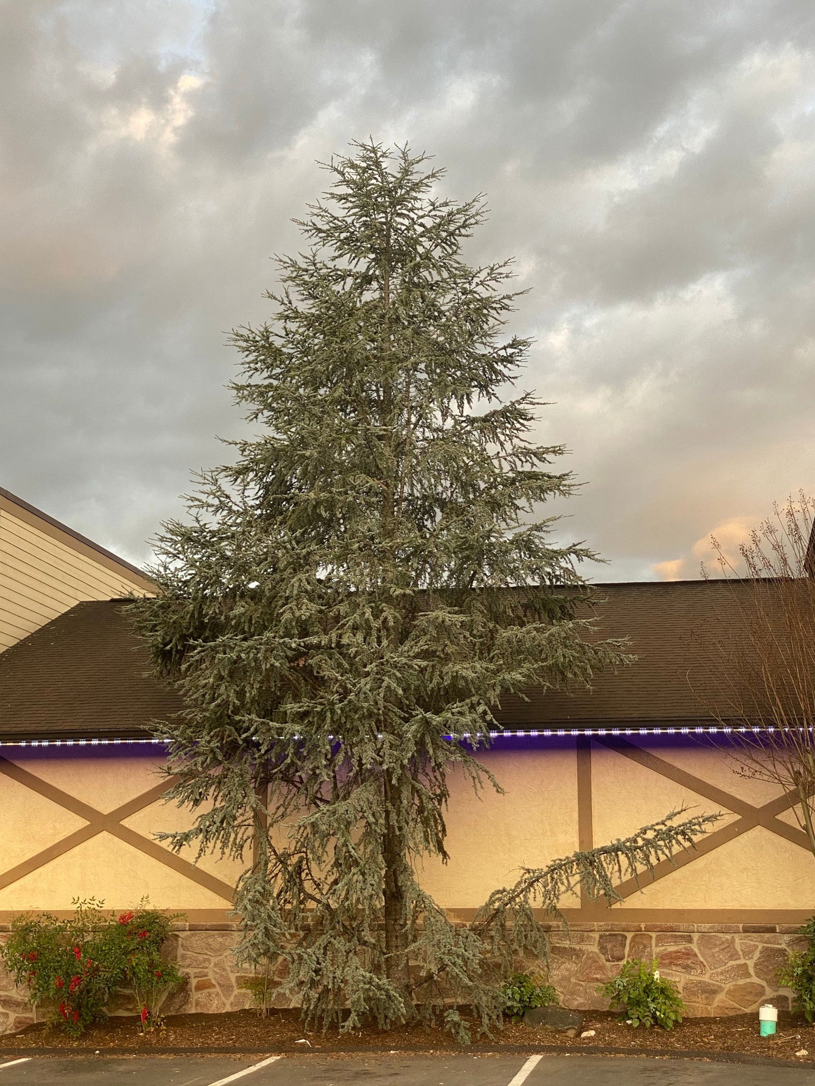 Buy Cedrus atlantica 'Fastigiata' Narrow Atlas Cedar — Mr Maple │ Buy ...