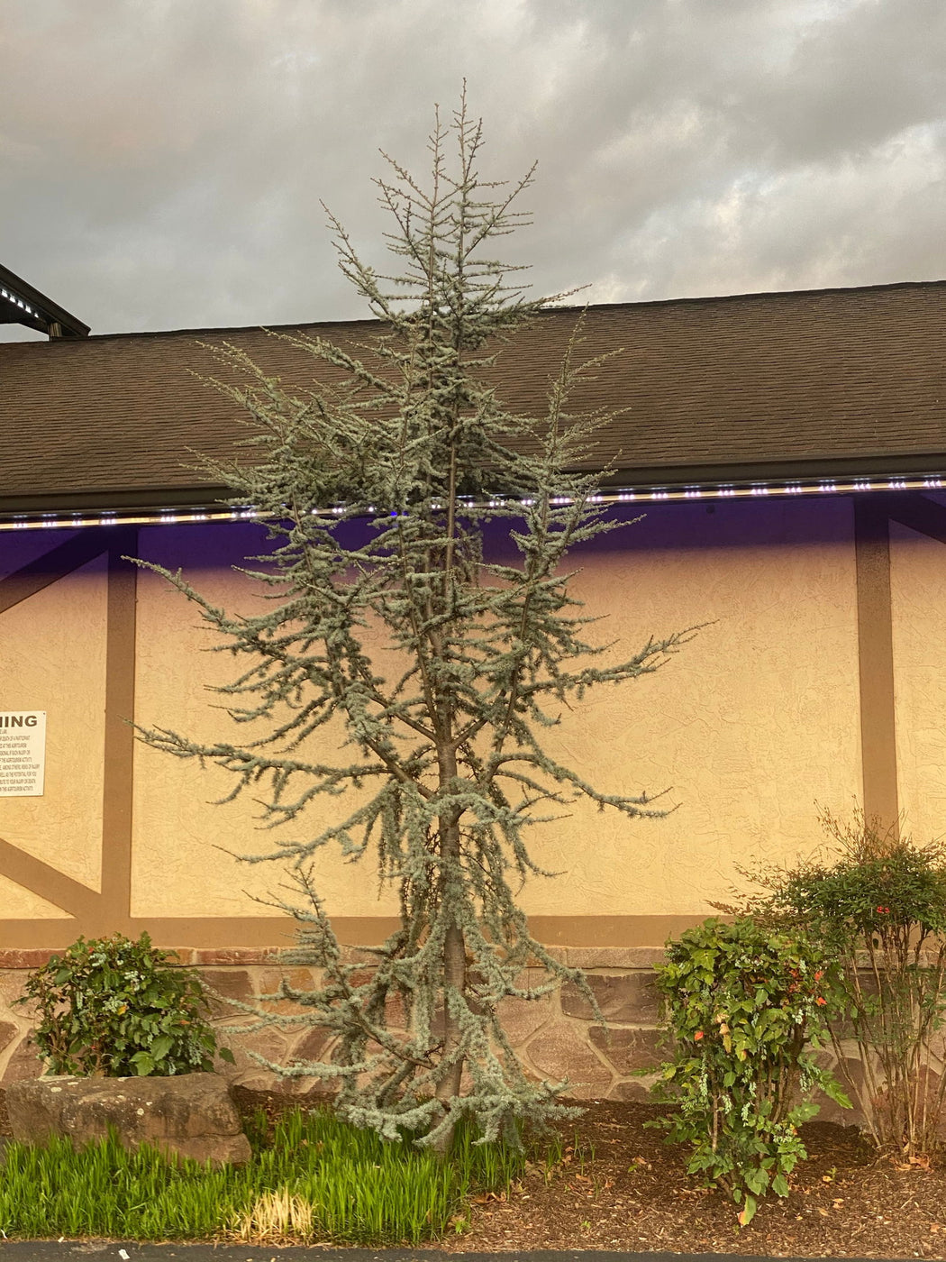 Buy Cedrus atlantica 'Fastigiata' Narrow Atlas Cedar — Mr Maple │ Buy ...