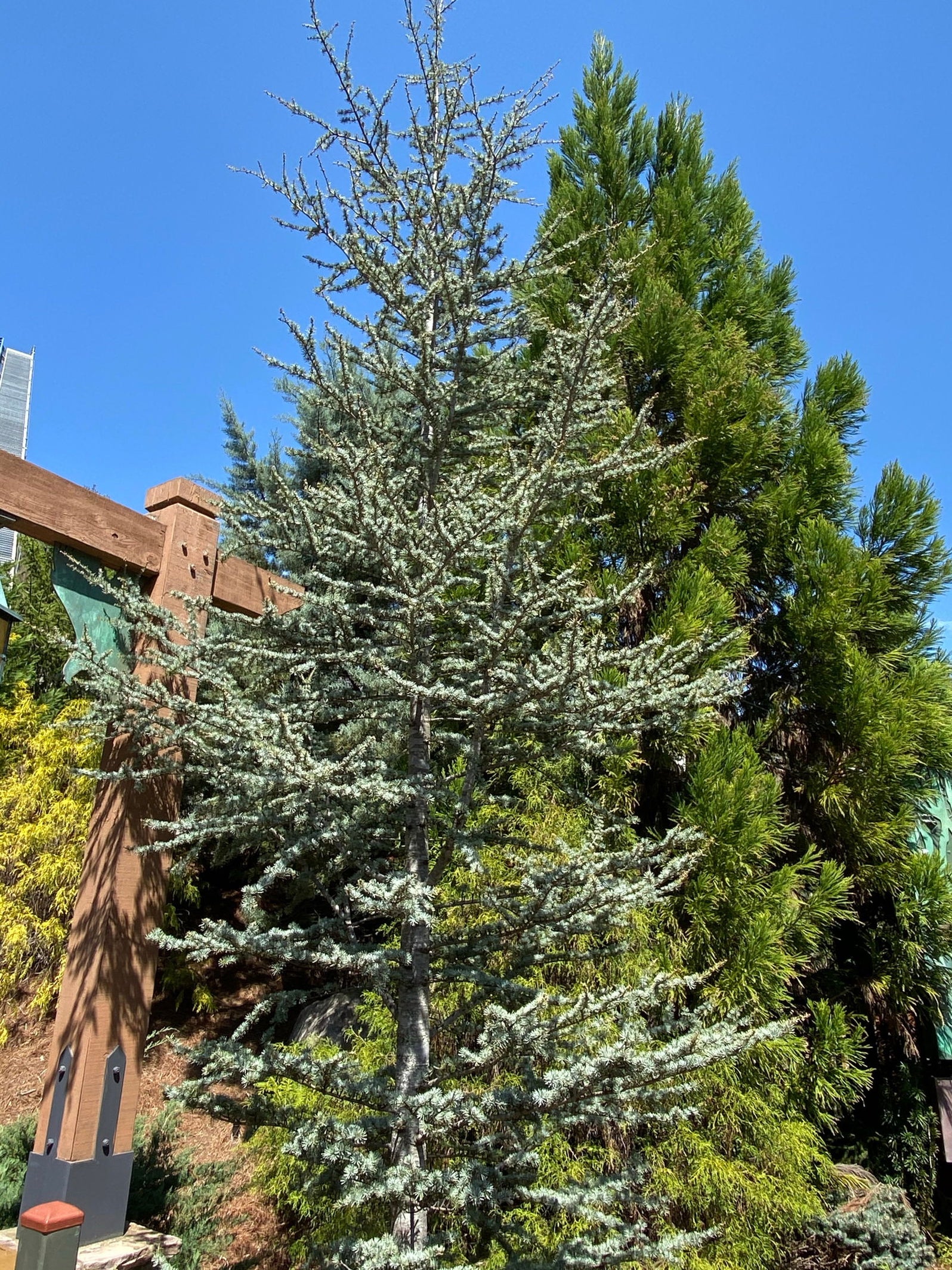 Buy Cedrus atlantica 'Fastigiata' Narrow Atlas Cedar — Mr Maple │ Buy ...