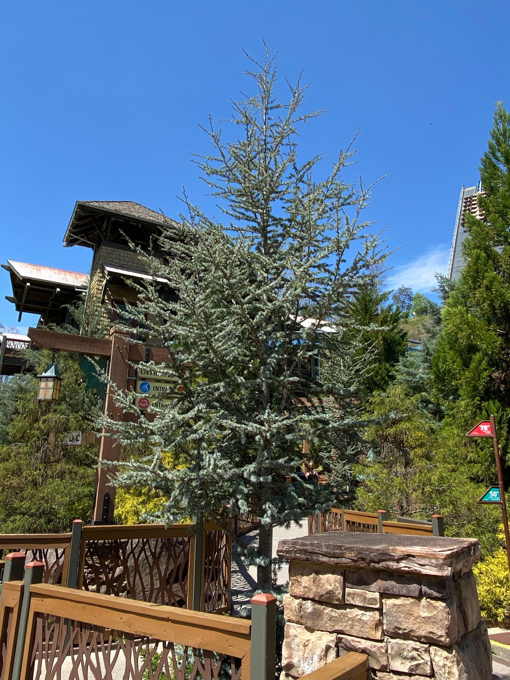 Buy Cedrus atlantica 'Fastigiata' Narrow Atlas Cedar — Mr Maple │ Buy ...