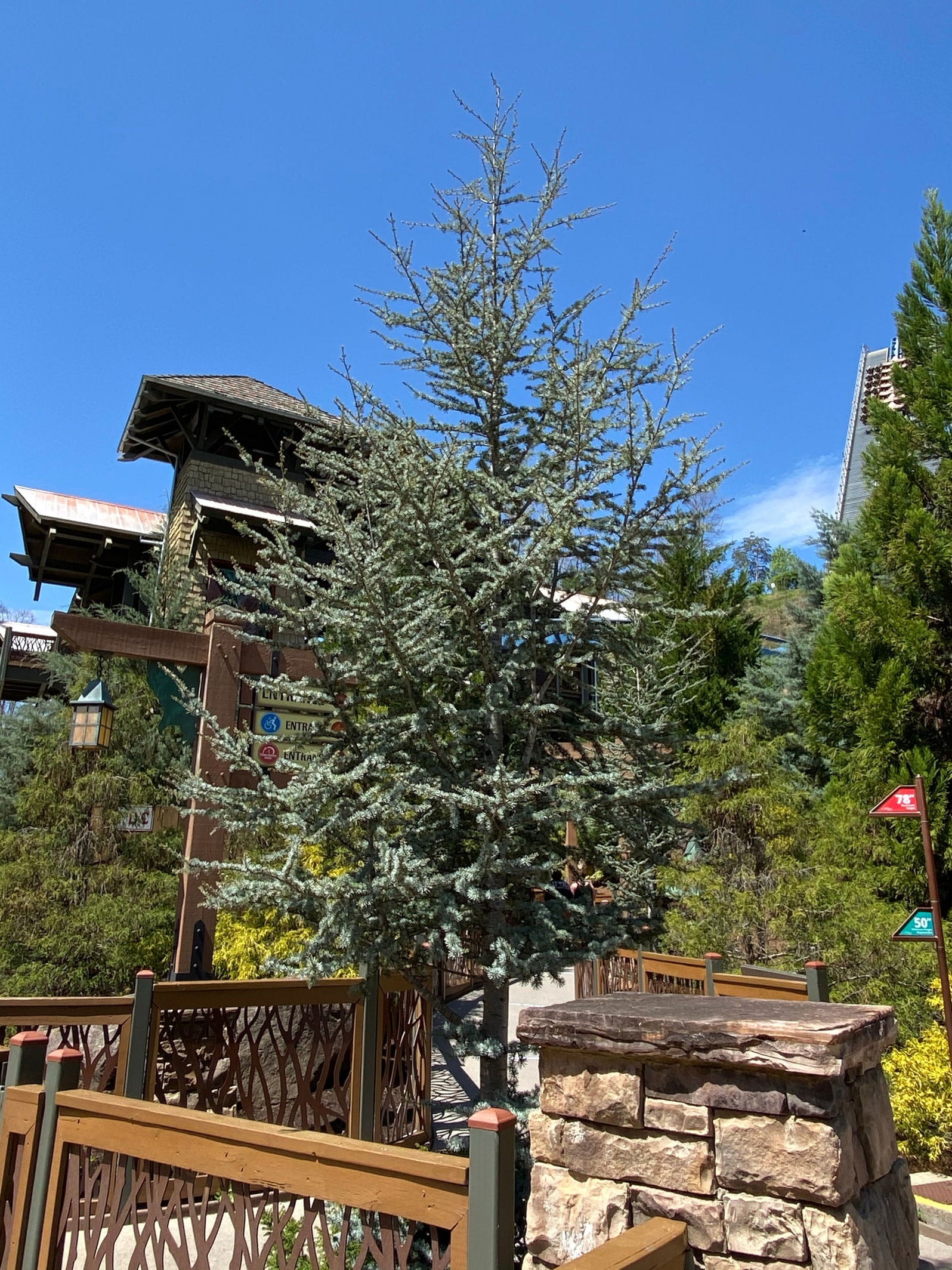 Buy Cedrus atlantica 'Fastigiata' Narrow Atlas Cedar — Mr Maple │ Buy ...