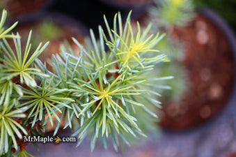 Buy Cedrus atlantica 'Fastigiata' Narrow Atlas Cedar — Mr Maple │ Buy ...