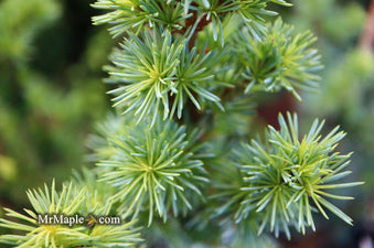 Buy Cedrus atlantica 'Fastigiata' Narrow Atlas Cedar — Mr Maple │ Buy ...