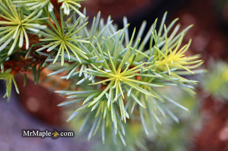 Buy Cedrus atlantica 'Fastigiata' Narrow Atlas Cedar — Mr Maple │ Buy ...
