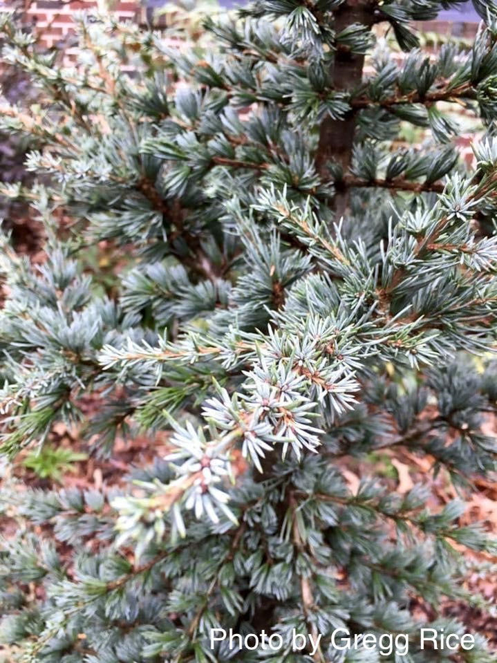 Buy Cedrus atlantica 'Horstmann' Blue Atlas Cedar — Mr Maple │ Buy ...