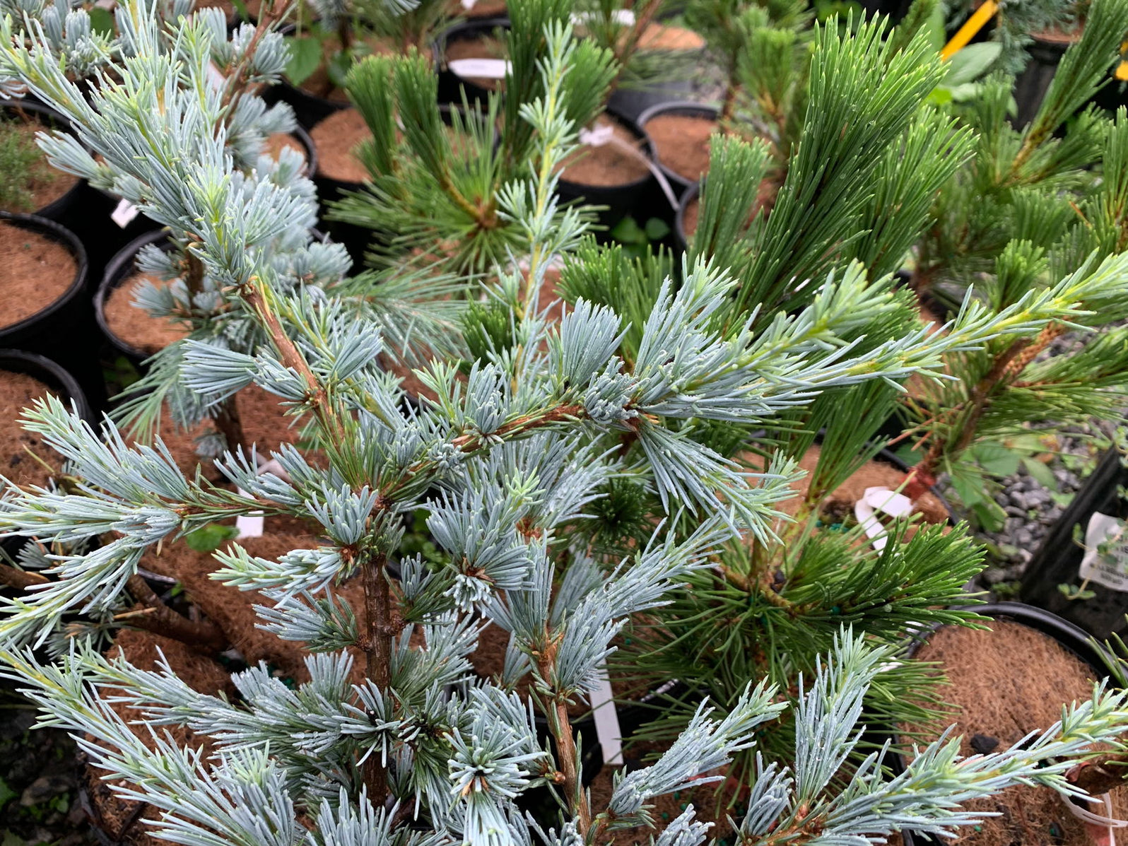 Buy Cedrus atlantica 'Horstmann' Blue Atlas Cedar — Mr Maple │ Buy ...