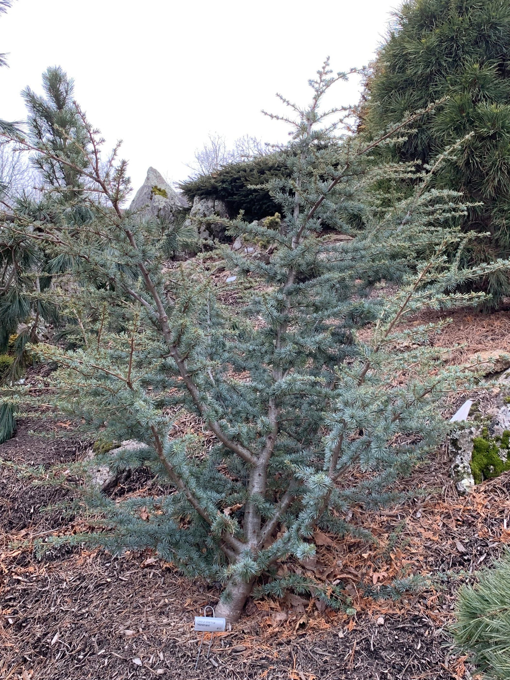 Buy Cedrus atlantica 'Horstmann' Blue Atlas Cedar — Mr Maple │ Buy ...