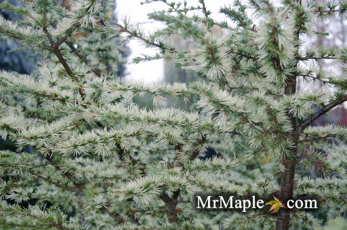 Buy Cedrus atlantica 'Sahara Ice' Variegated Blue Atlas Cedar — Mr ...