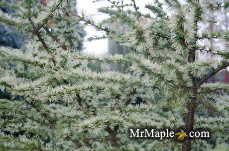 Buy Cedrus atlantica 'Sahara Ice' Variegated Blue Atlas Cedar — Mr ...