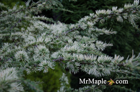 Buy Cedrus atlantica 'Sahara Ice' Variegated Blue Atlas Cedar — Mr ...