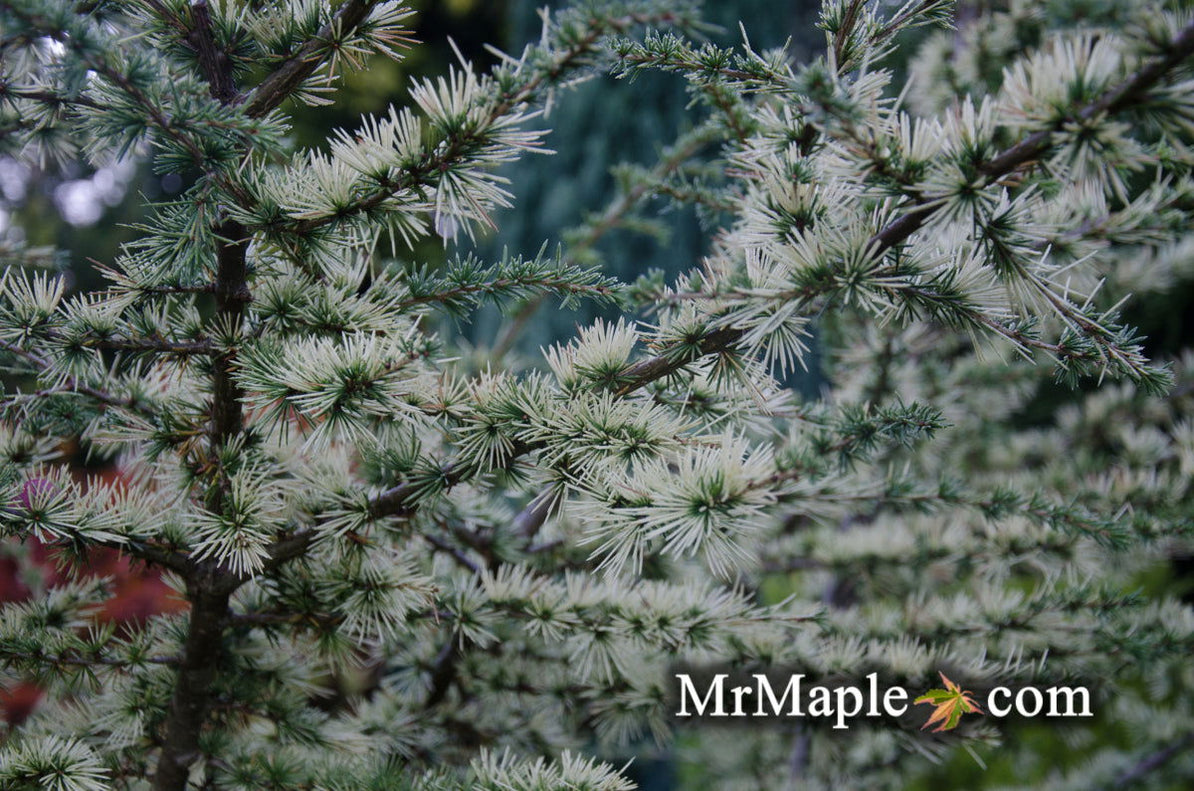 Buy Cedrus atlantica 'Sahara Ice' Variegated Blue Atlas Cedar — Mr ...