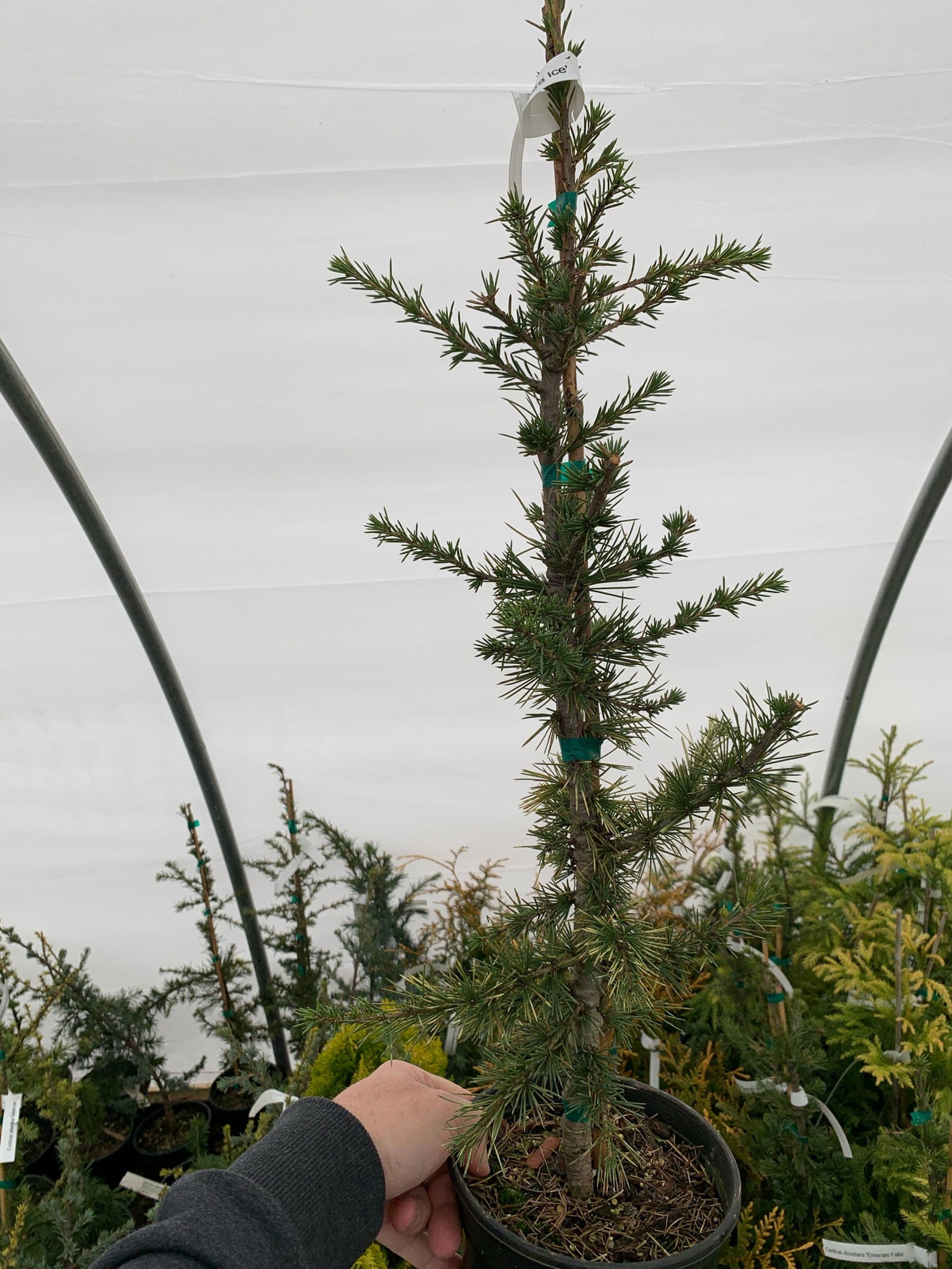 Buy Cedrus atlantica 'Sahara Ice' Variegated Blue Atlas Cedar — Mr ...