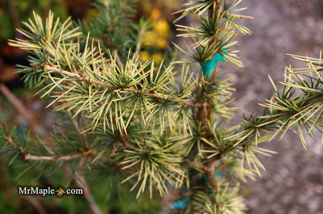 Buy Cedrus atlantica 'Sahara Ice' Variegated Blue Atlas Cedar — Mr ...