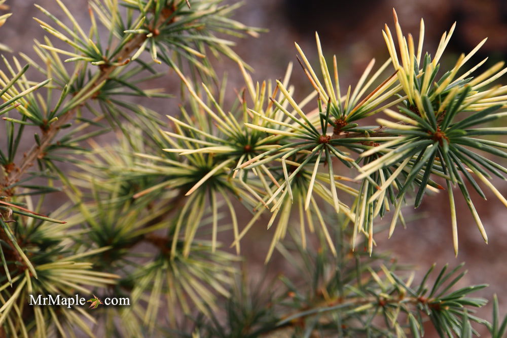 Buy Cedrus atlantica 'Sahara Ice' Variegated Blue Atlas Cedar — Mr ...