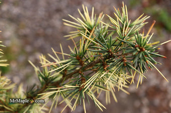 Buy Cedrus atlantica 'Sahara Ice' Variegated Blue Atlas Cedar — Mr ...